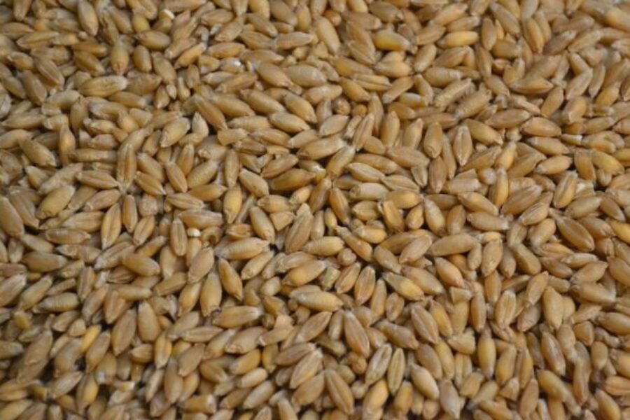 Achieving the Perfect Triticale Hybrid Took Years of Development - Seed ...