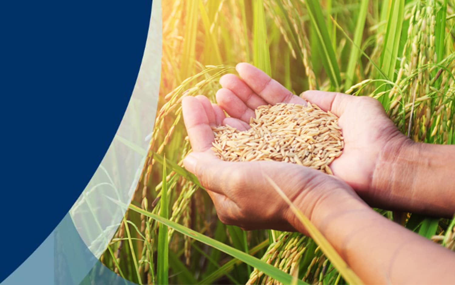#ChooseCertifiedSeed: CSGA is Empowering Farmers with a New Campaign