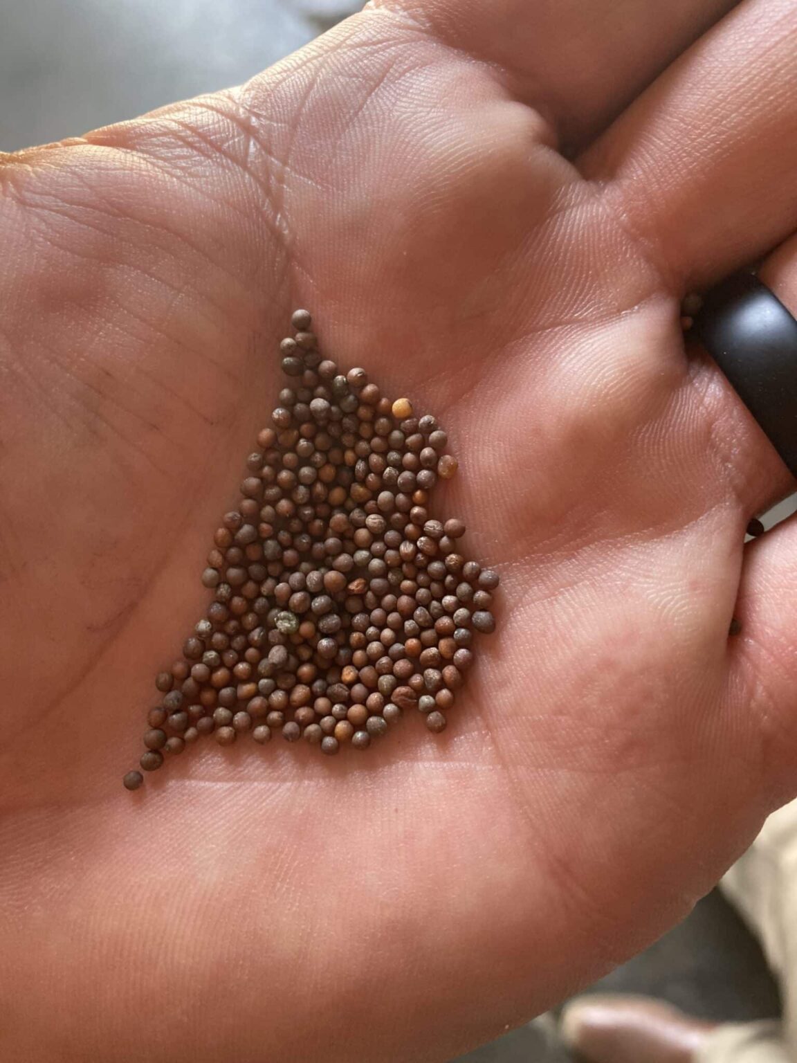 Carinata Program Expanding in Southern U.S. - Seed World