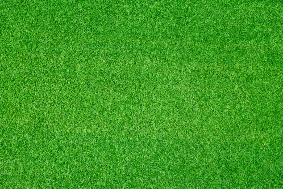 Are Drought-Tolerant Turf Varieties Enough to Beat the Heat? - Seed World