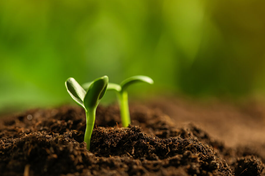 National Seed Health System: Crucial to Global Seed Trade - Seed World