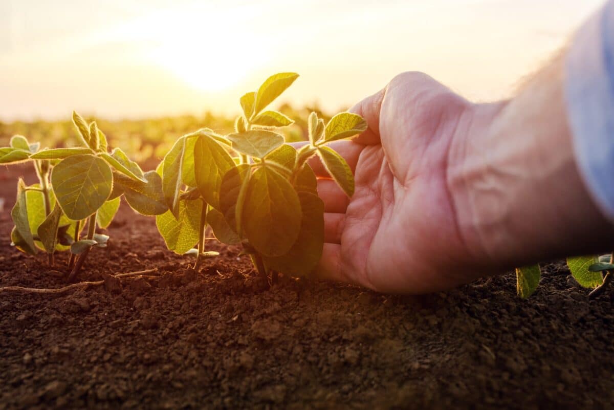 Bioengineering Enhanced Photosynthesis Elevates Yields in Food Crops ...