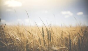 Opportunities and Challenges of Hybrid Wheat - Seed World