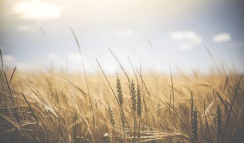 New Insights Into Wild Wheat Genetics Could Advance Modern Wheat ...