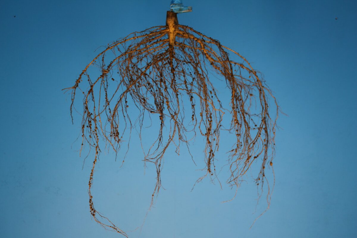 A Soybean Breeding Revolution - Seed World