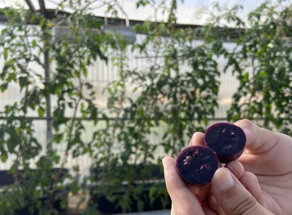 The Future of the Purple GM Tomato Lies with Consumers - Seed World