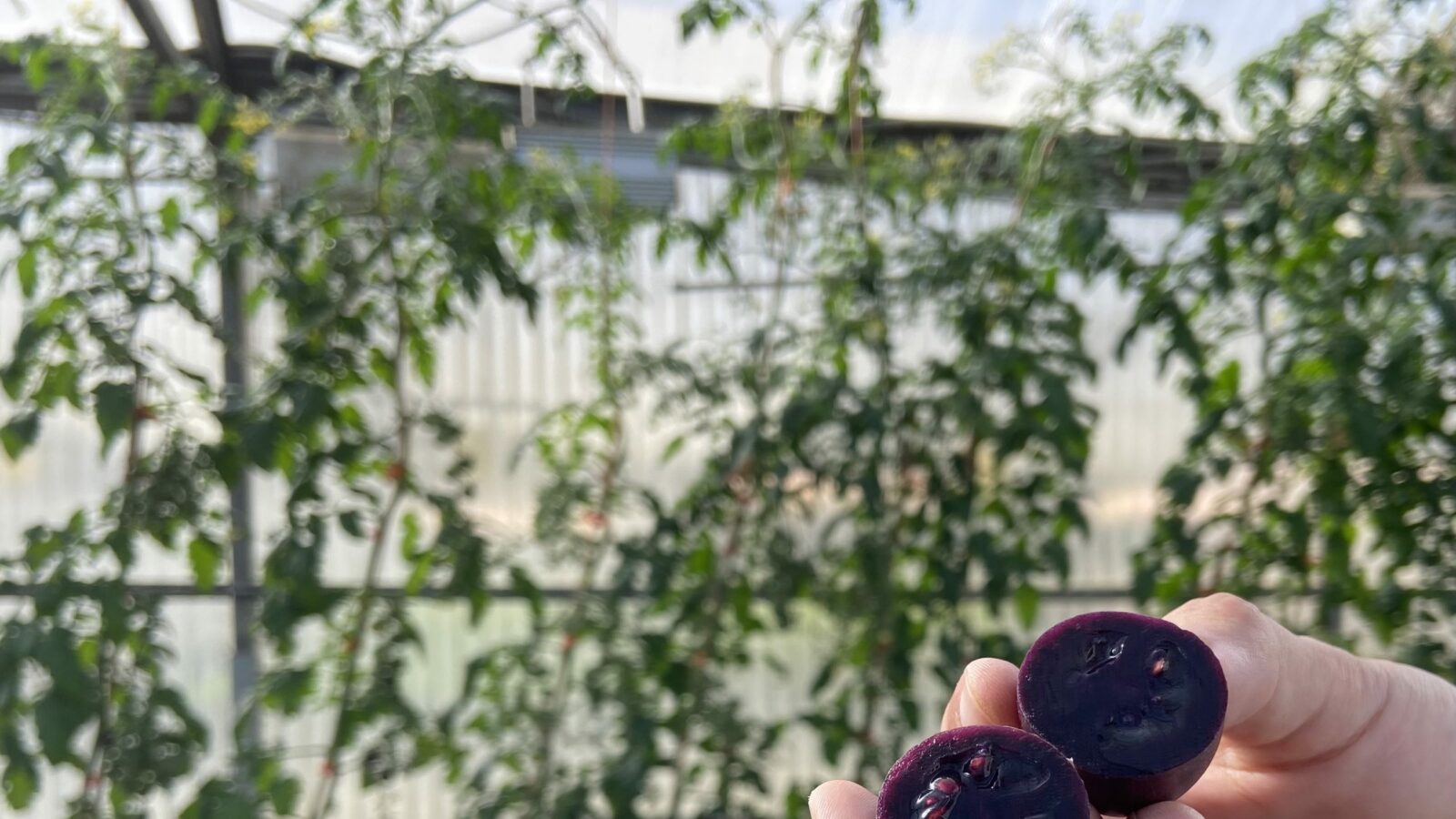U.S. Gardeners Rush To Snap Up Purple Tomatoes Pioneered In Norfolk ...