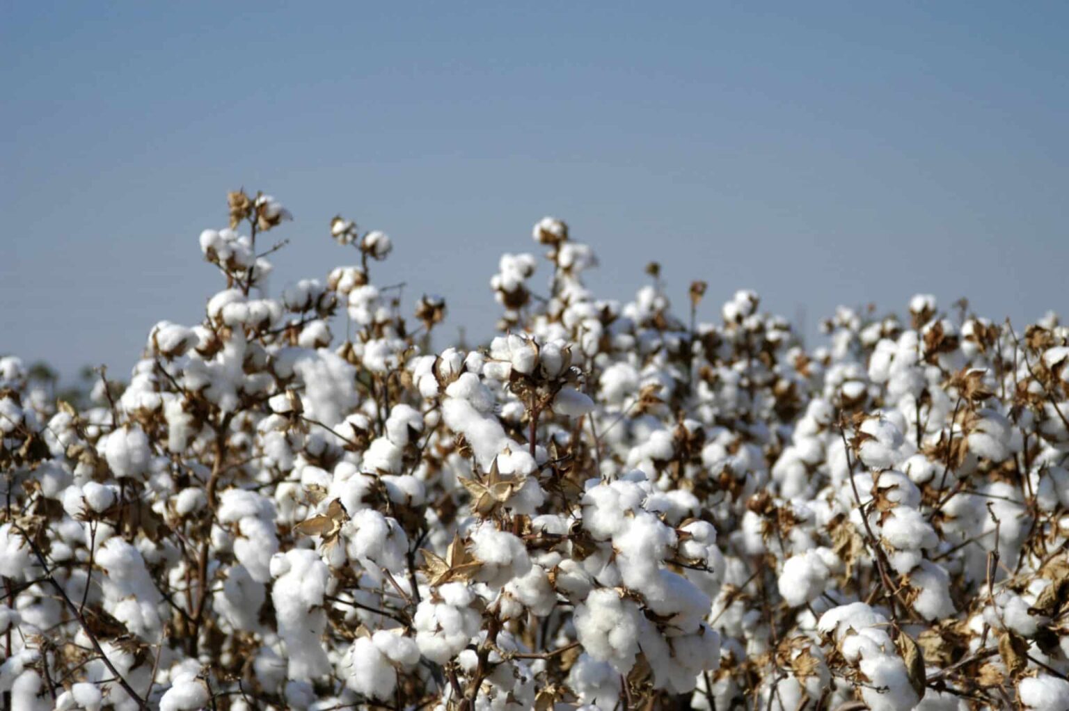 BASF Enhances Cottonseed Seed Treatment Packages - Seed World