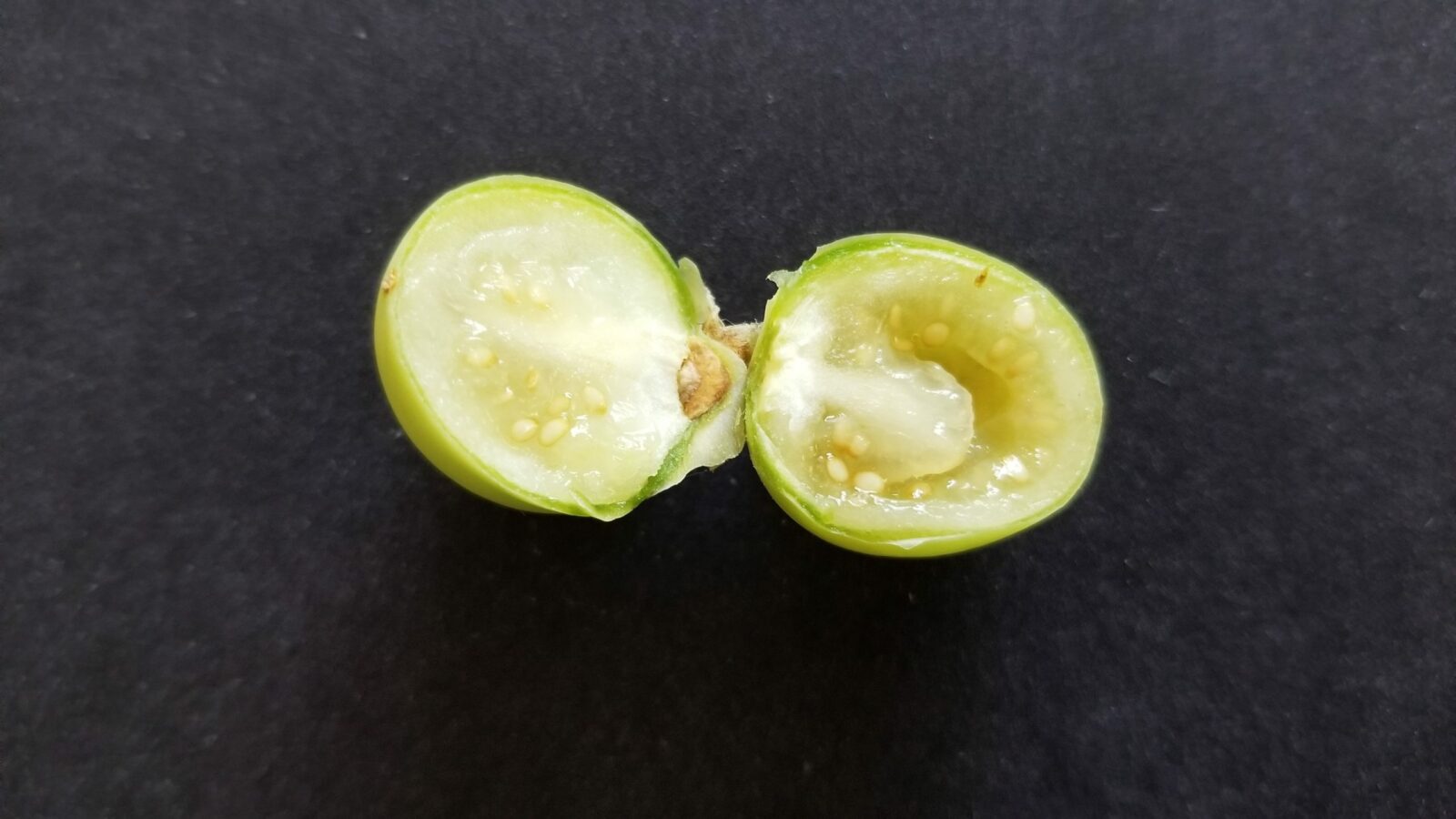 Are Diploid Varieties the Future of Potatoes? - Seed World