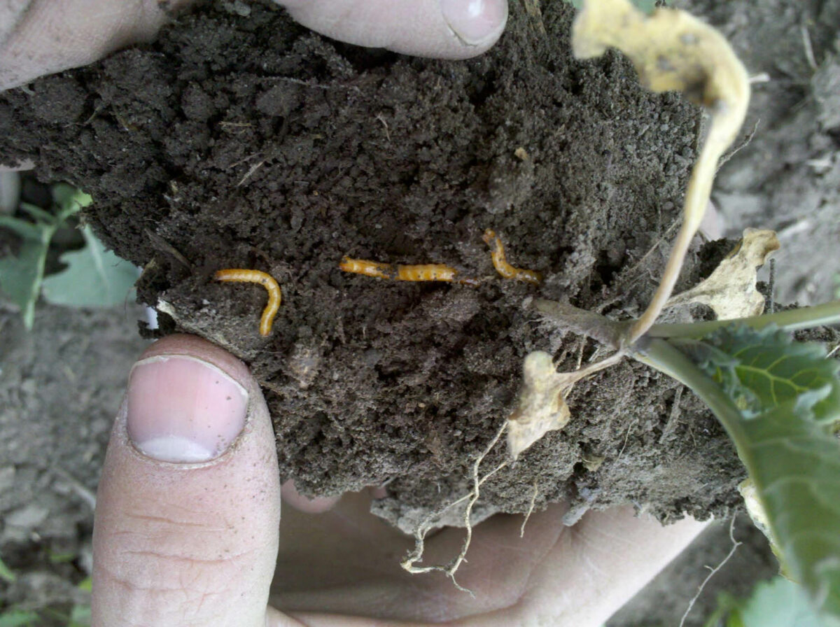 Syngenta Canada Launches Equento Cereals Seed Treatment for Wireworm ...