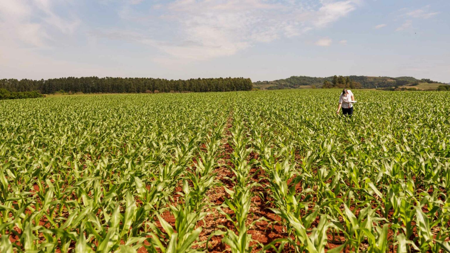 KWS Launches Six New Hybrid Corn Varieties in the Brazilian Market ...
