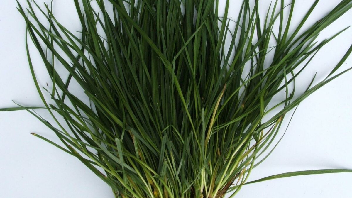 Festulolium: The Best of Both Worlds - Seed World