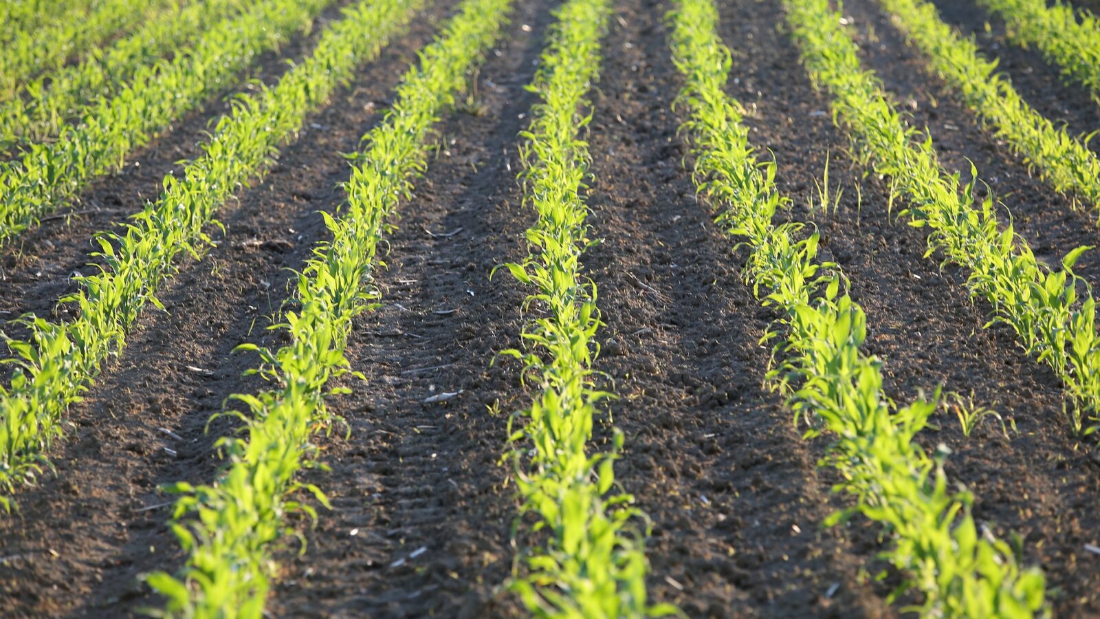 Top Tips on Corteva Agriscience’s Enlist Weed Control in Corn - Seed World