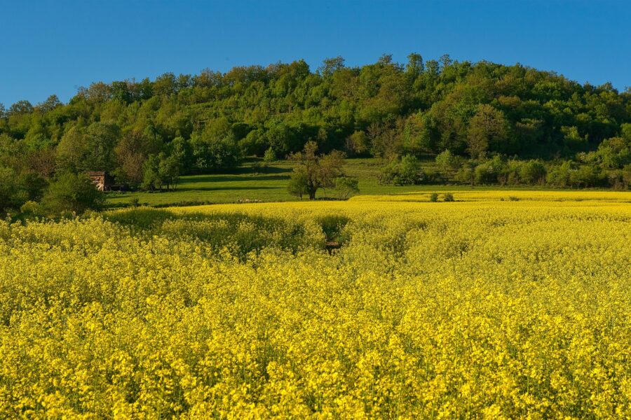 Canola Growth Environments and Genetics Shape Their Seed Microbiomes ...
