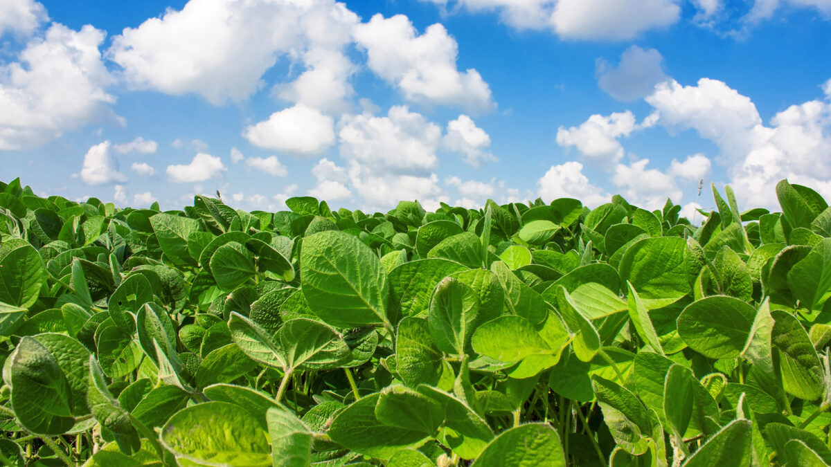 Answers to Questions About Soybean SDS May Be in the Soil - Seed World