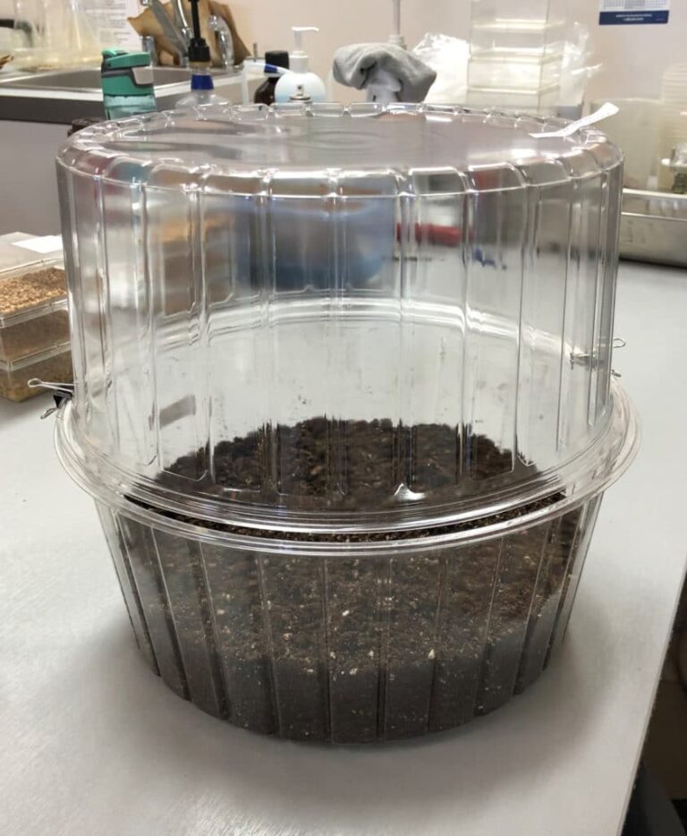 New Seed Germination Model Devised - Seed World