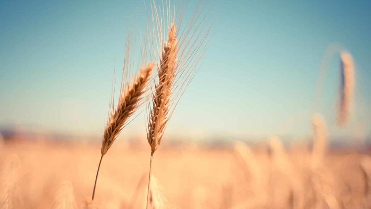 New Wheat Genome Sequence Assembly is Most Accurate and Complete Ever