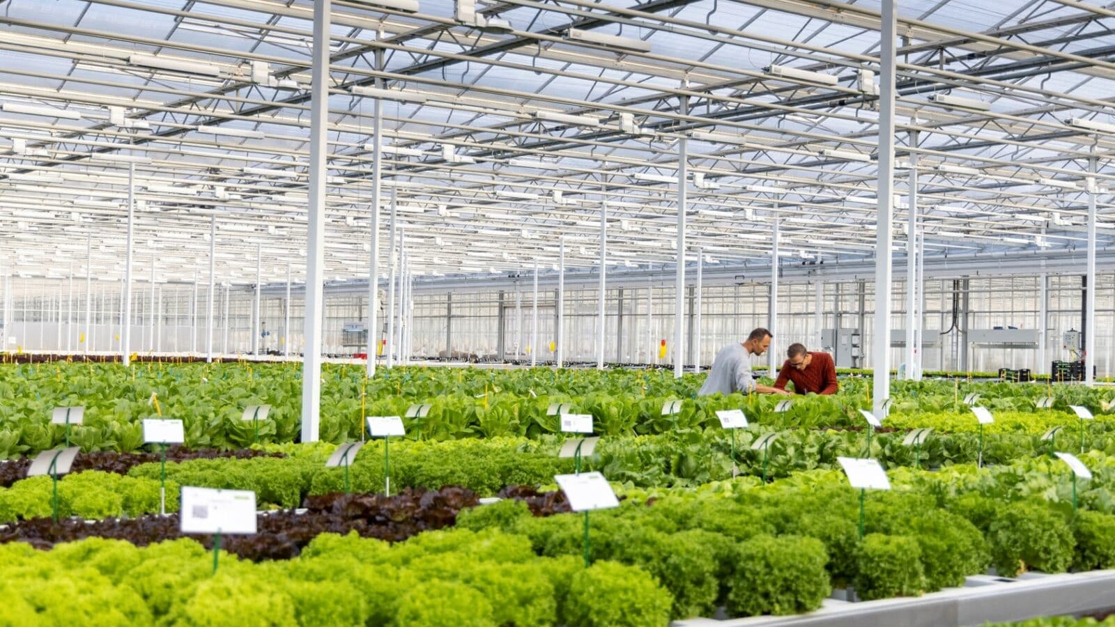 Rijk Zwaan Achieves Turnover Milestone - Seed World