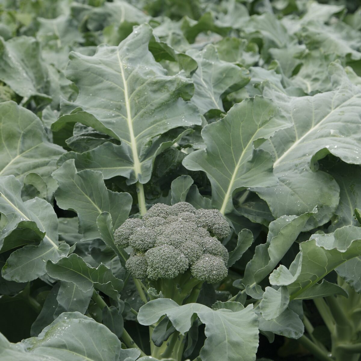 Health? Nailed it! A Deep Dive Into Broccoli Breeding - Seed World