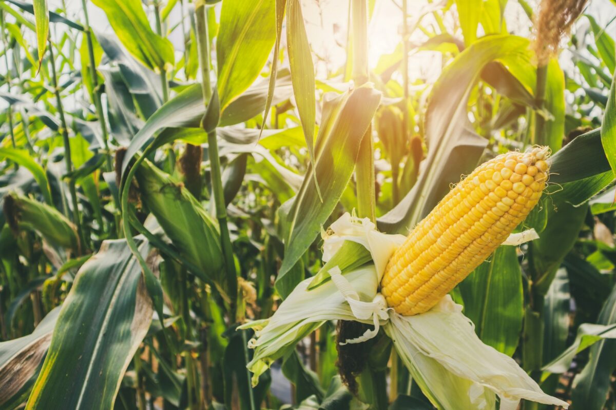 Why a Long Legacy of Corn Breeding Makes a Difference - Seed World