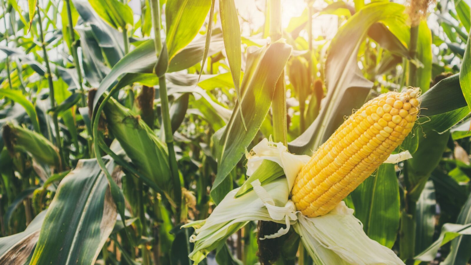 Innovating for the Future: How MAS Seeds' Designed its New Maize and ...