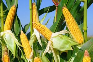Wild Maize Gene Could Help Boost Maize Protein