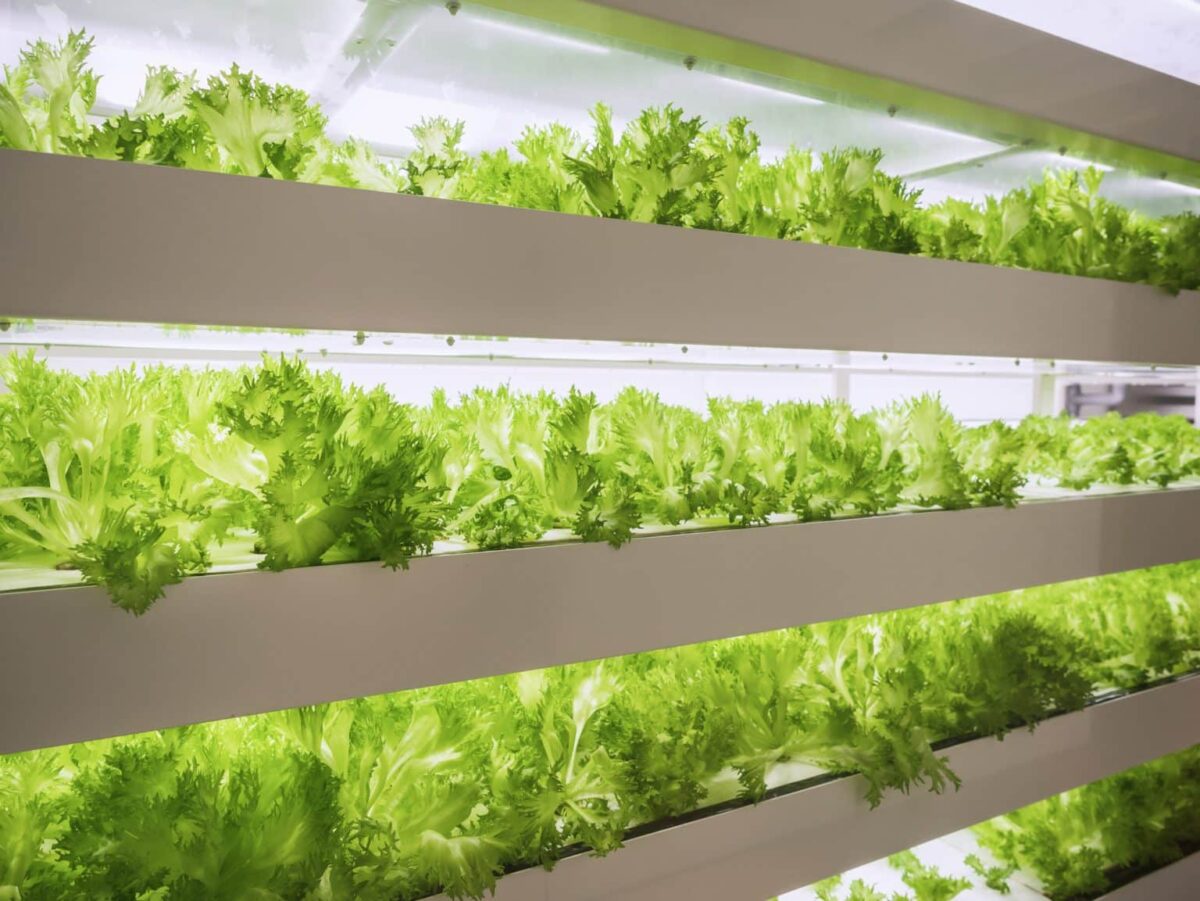 Siemens and 80 Acres Join Forces to Scale Vertical Farming - Seed World