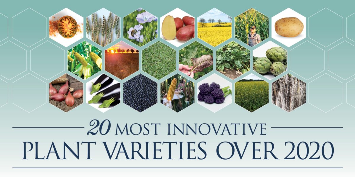The 20 Most Innovative Plant Varieties of 2020 - Seed World