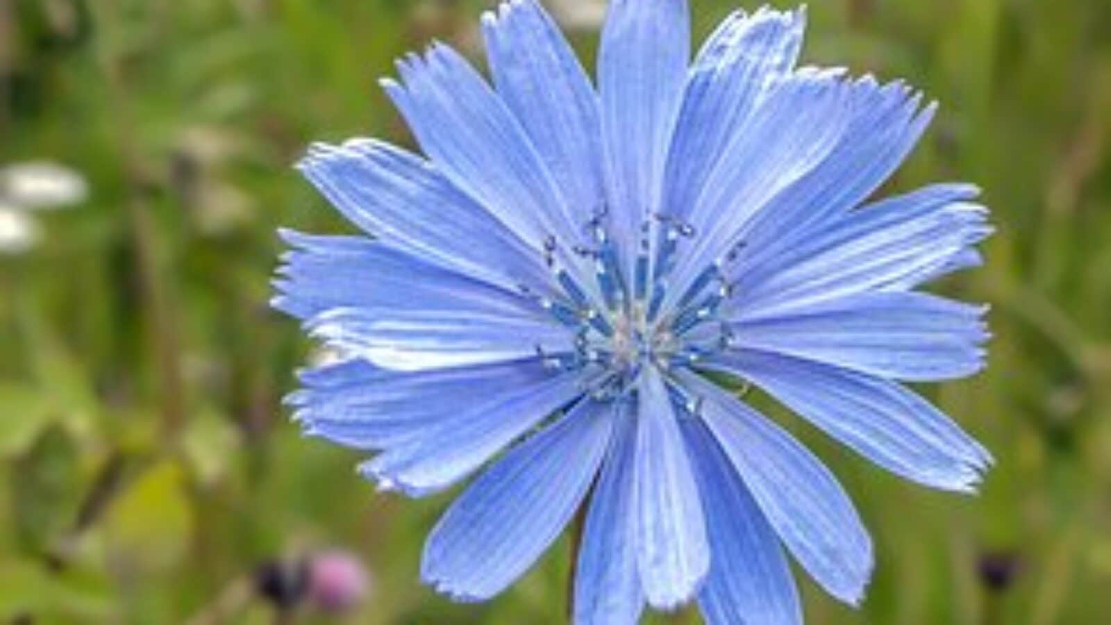 How Art and Science are Helping Chicory: An Inside Look at the New CHIC ...