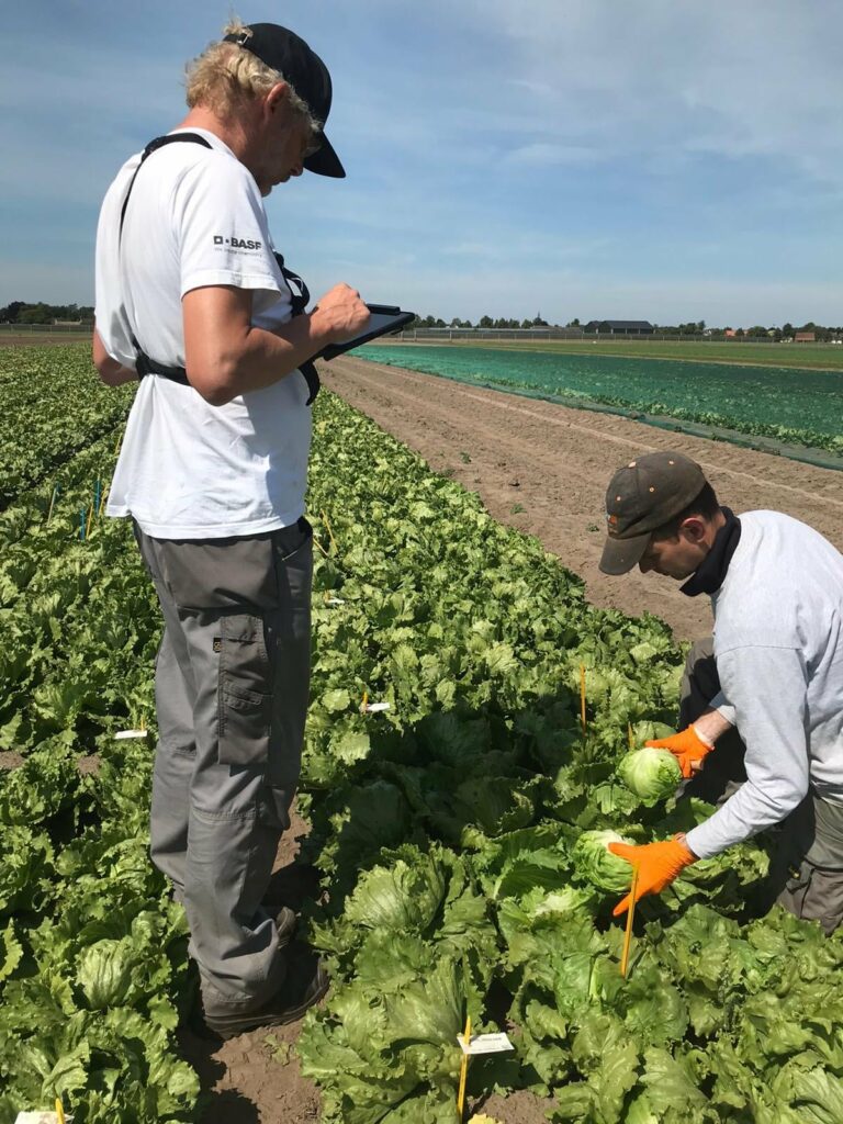 Lettuce Go - Seed World