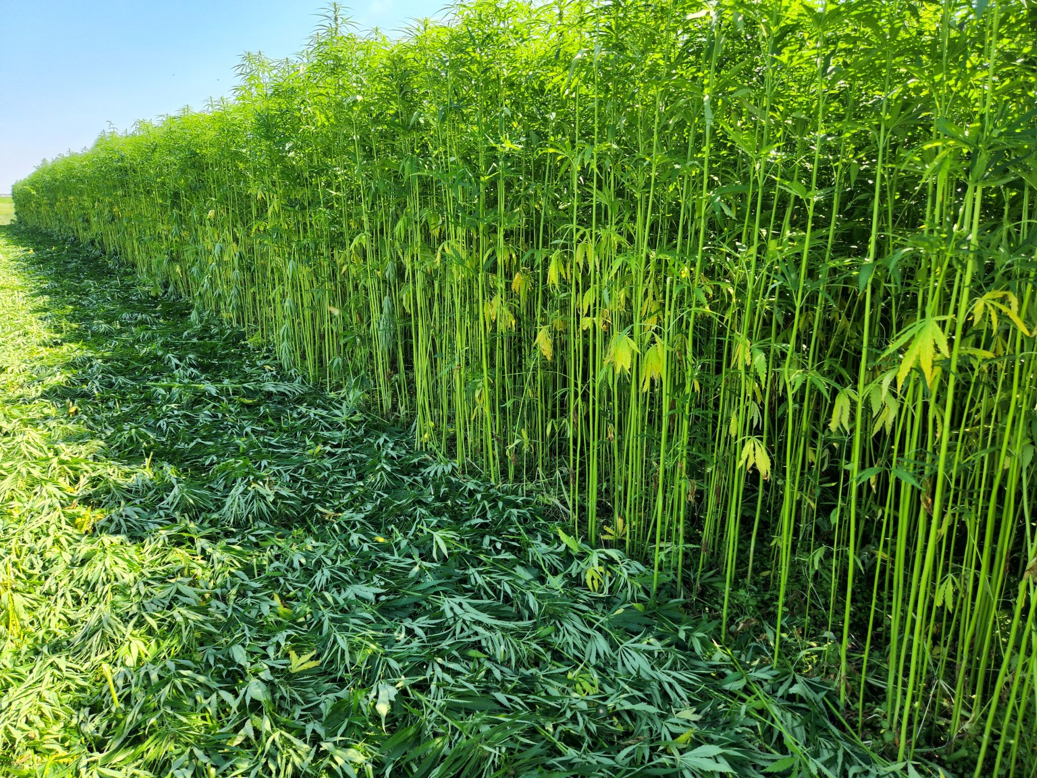 Alberta Conducts its First Hemp Variety Trials - Seed World