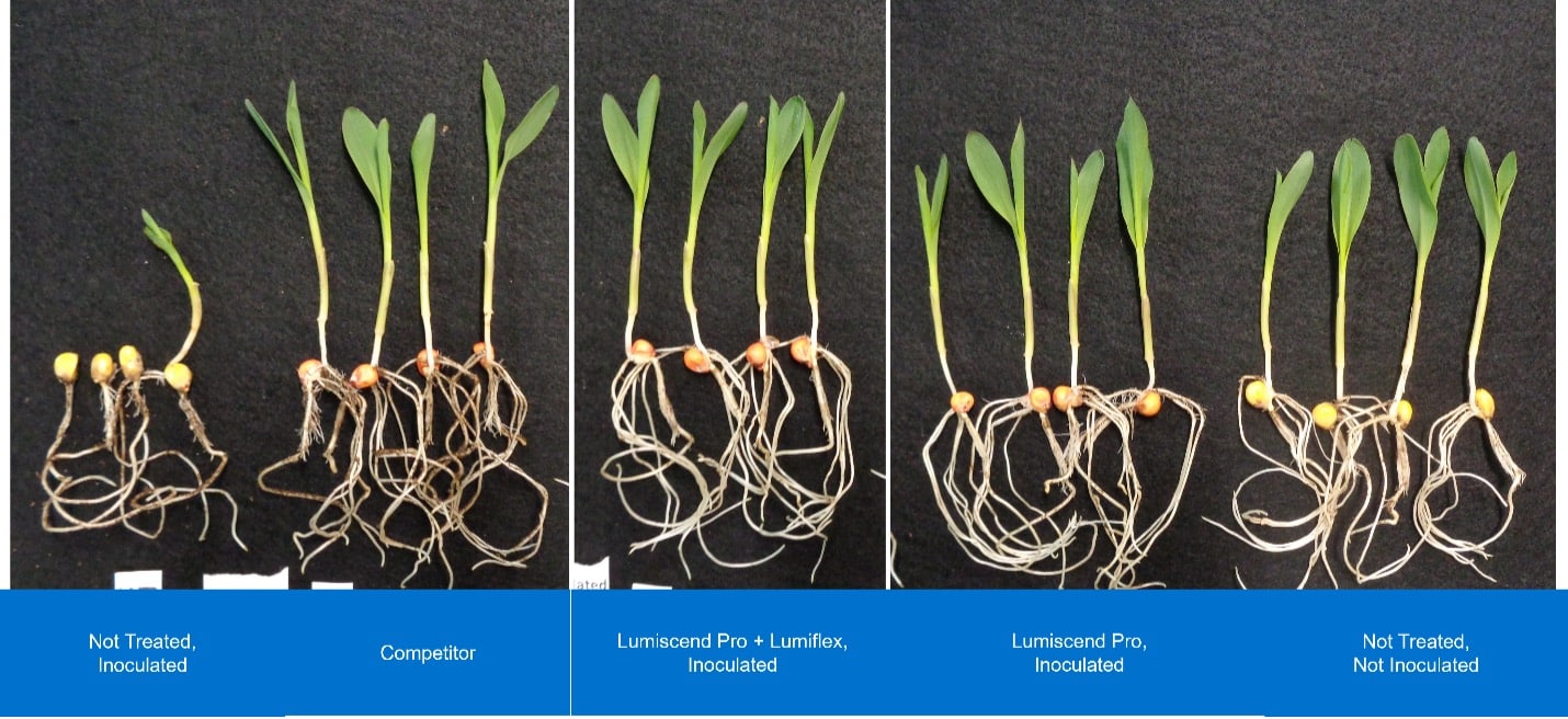 Corn in 2024: Resistance is Not Futile - Seed World