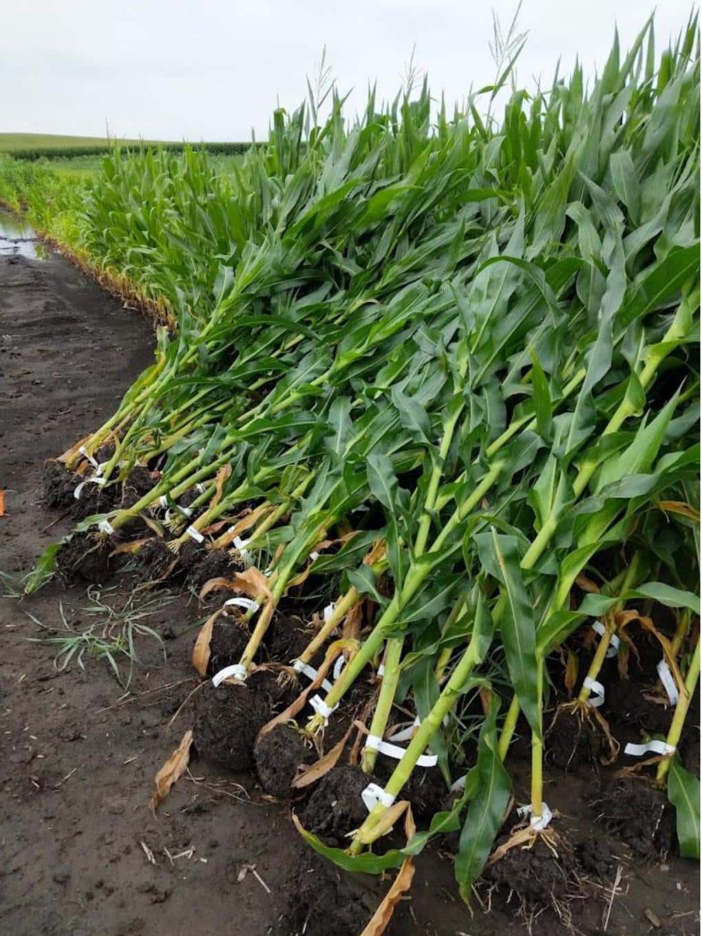 Penn State Researchers Unveil Root-Mapping Technology for a Greener ...