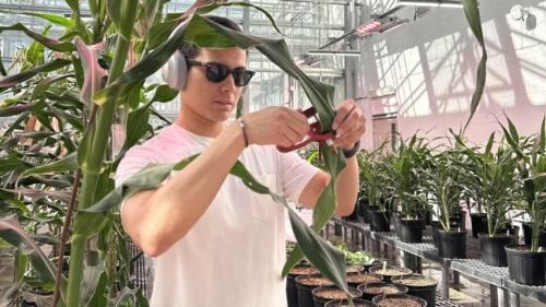 Scientists Make Stunning Corn Gene Discovery - Seed World