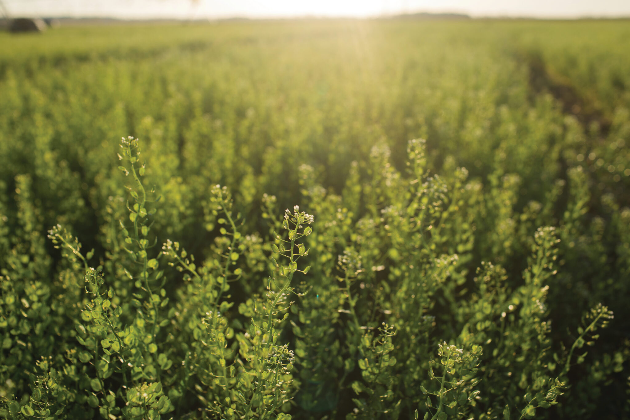 Cressing the Threshold - Seed World