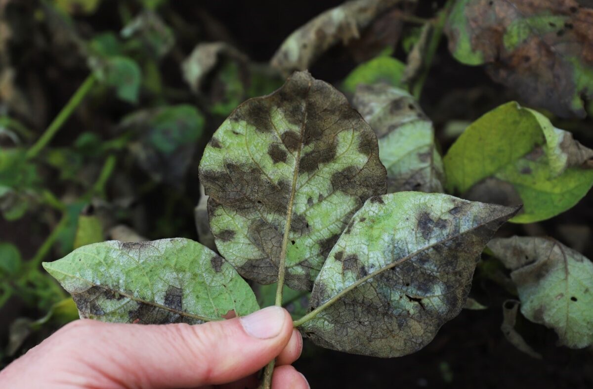 New Project to Peel Away the Secrets of Potato Blight - Seed World