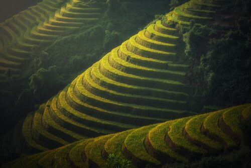 Thailand Approves Gene-Editing Regulations - Seed World