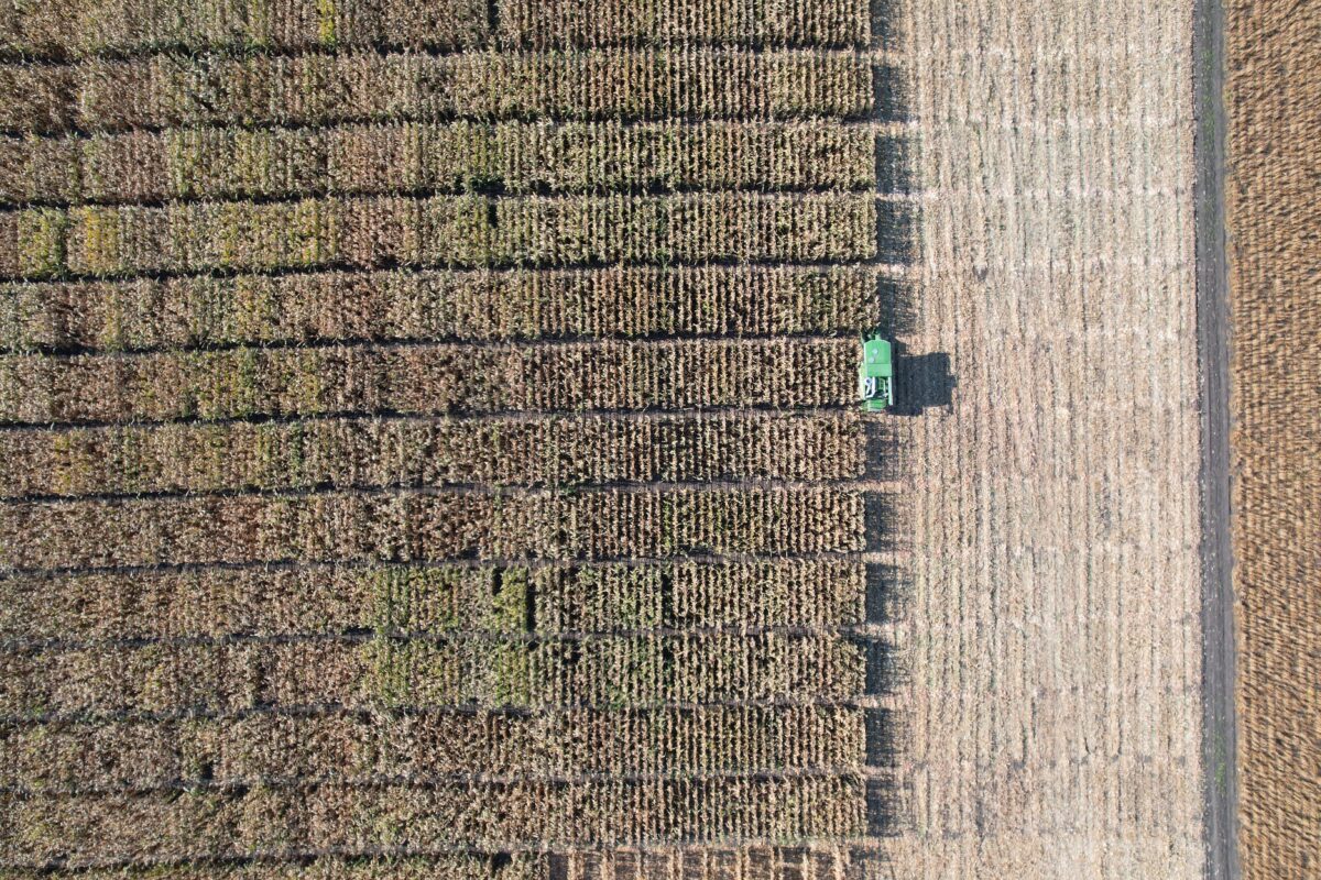 The A-Maizing Crop: Corn Breeding – Trends, Innovations, and the Future ...