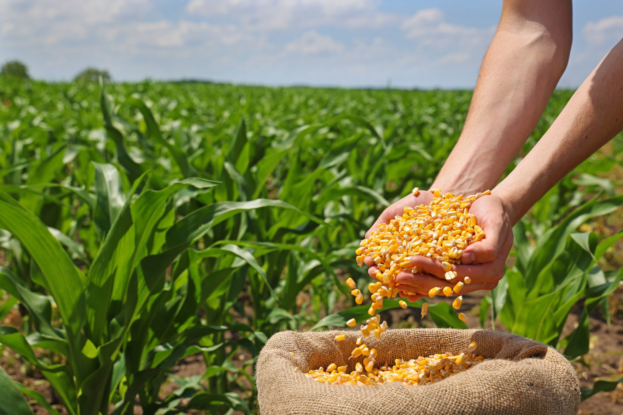 Corn is King in the U.S., but will Trade Dynamics Change That? - Seed World