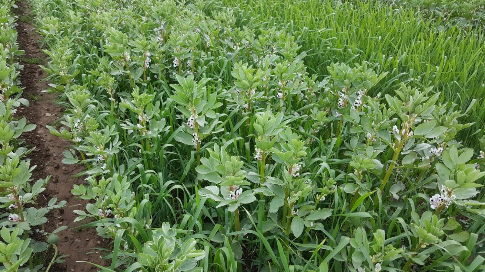Join the LegumES Project to Unlock the Benefits of Legumes - Seed World