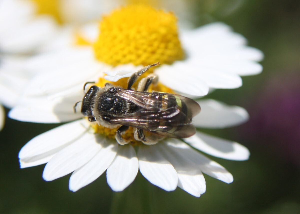 Meet the Alkali Bee - Seed World