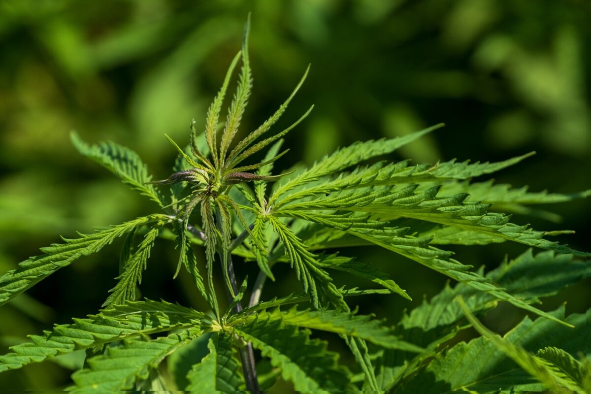 European Parliament Moves Towards Full Legalisation of All Hemp Plant ...