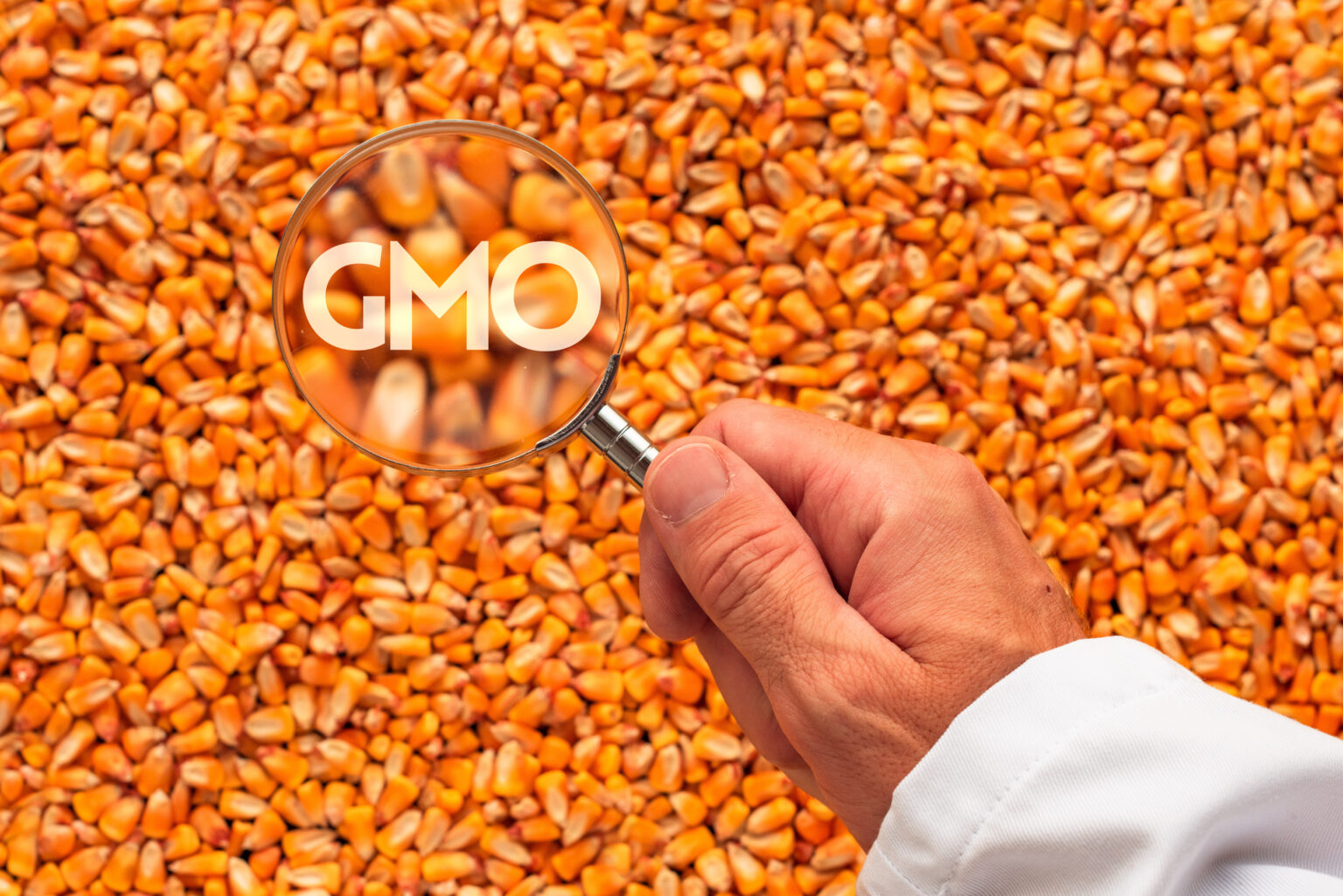 Switzerland to Draft New Law on GMOs - Seed World