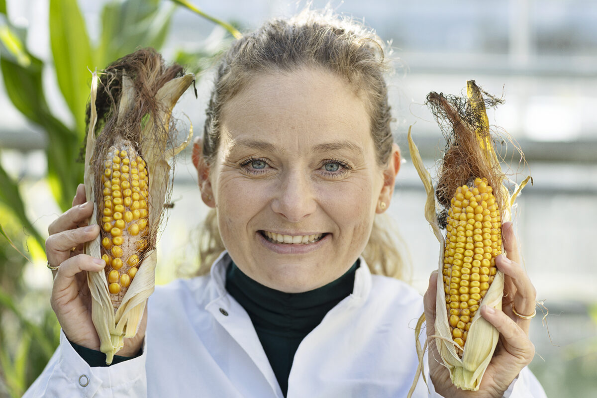 Revolutionizing Crop Protection: The Science Behind Healthycrop’s Fungal-Resistant Innovation ...