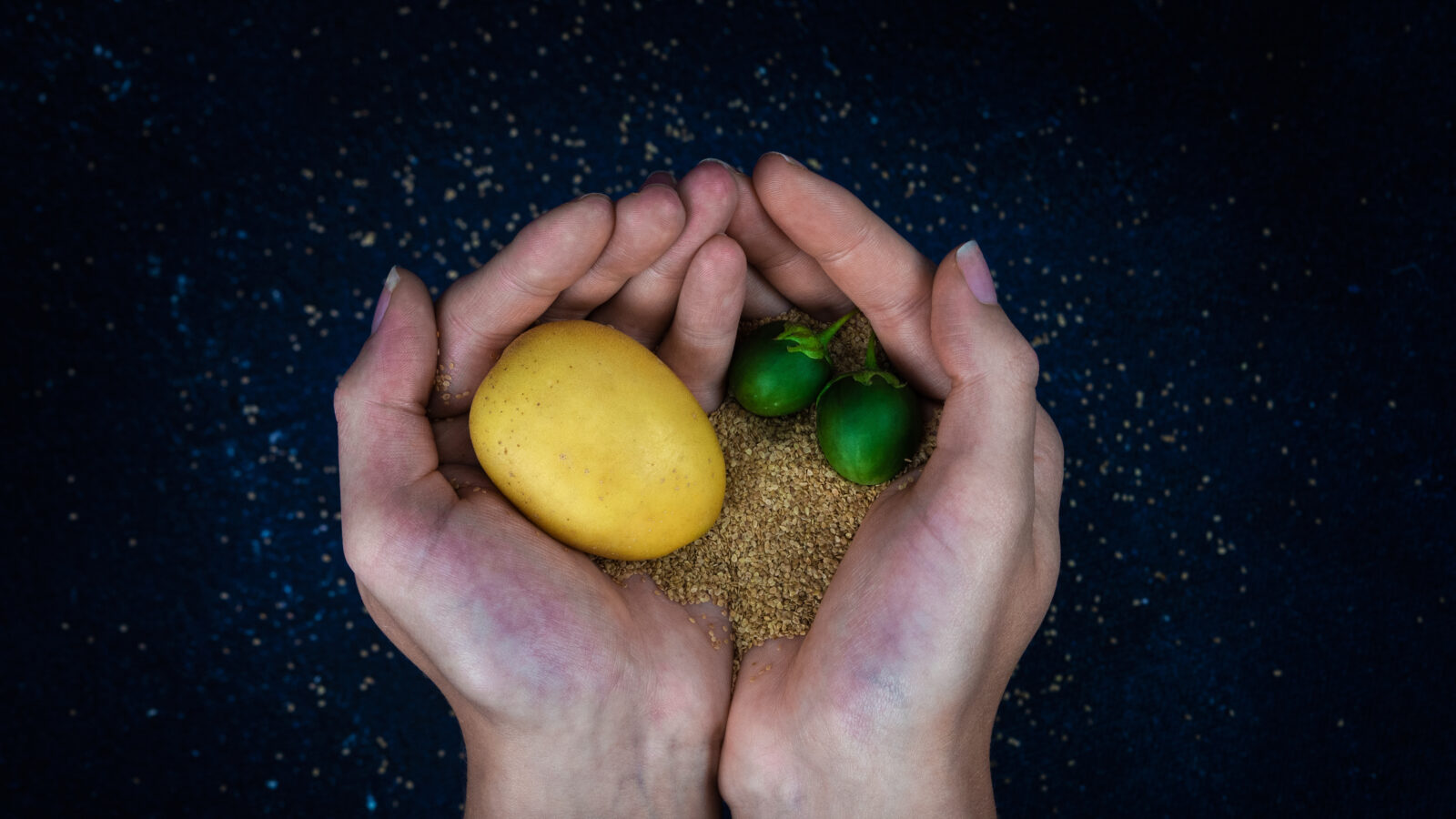 Seed World - Seed World