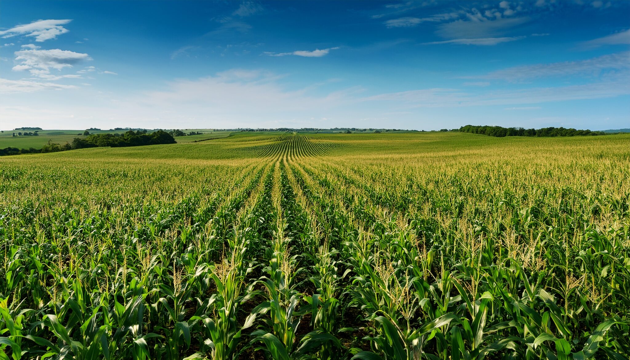 How I Put Corn Seed Treatments to the Ultimate Test - Seed World