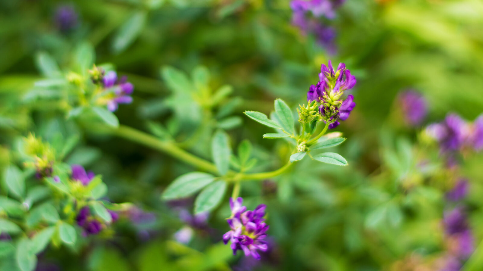 Seed World - Seed World