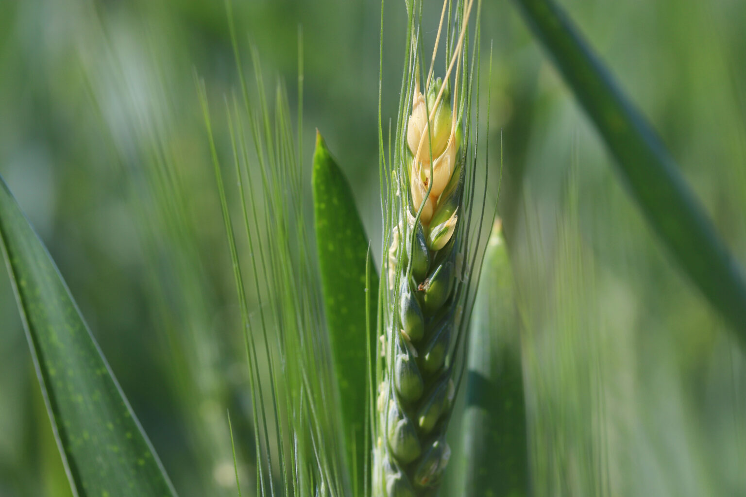 Fungal Protein Critical to Causing Fusarium Head Blight in Cereal Crops ...