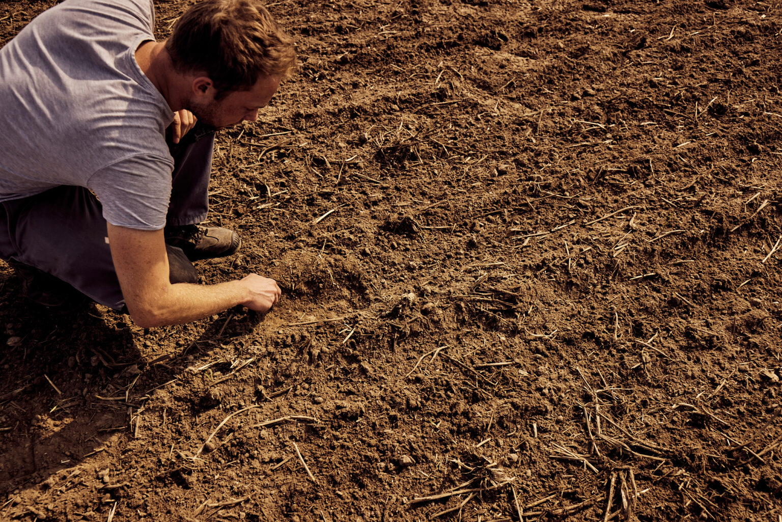 More Than a Cover Crop: How the KWS COVER+™ Program Helps Dealers ...