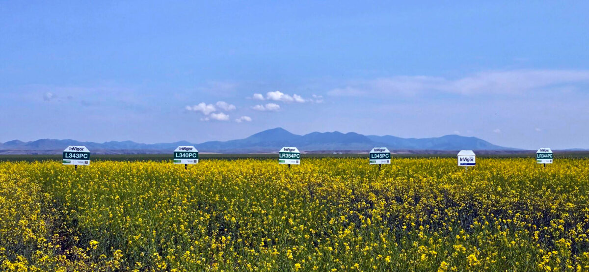 Could Canada’s Canola 2.0 be Here? - Seed World